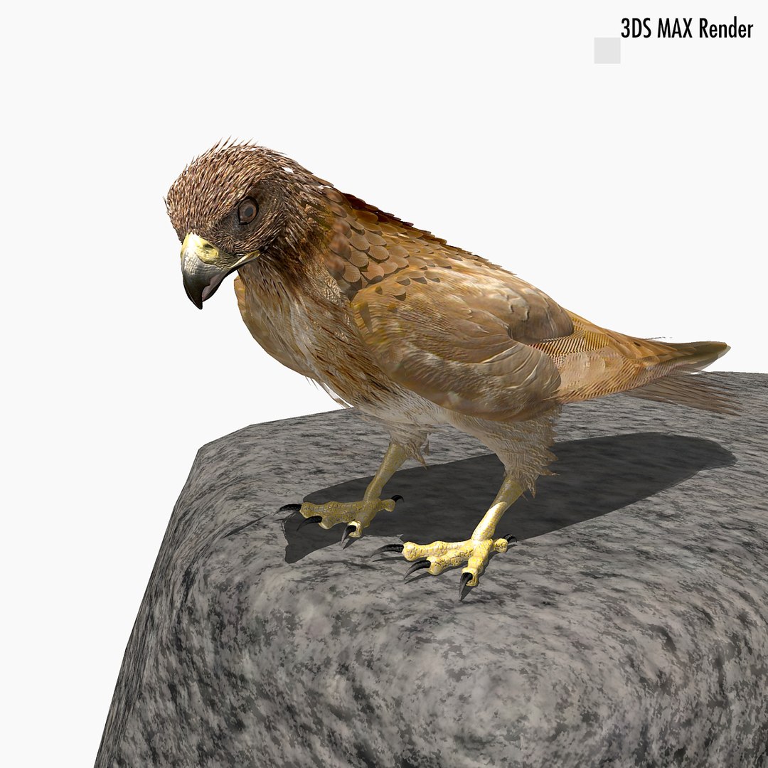 3d model red tailed hawk