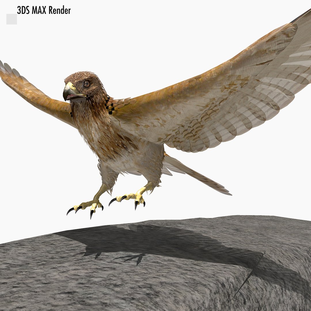 3d model red tailed hawk