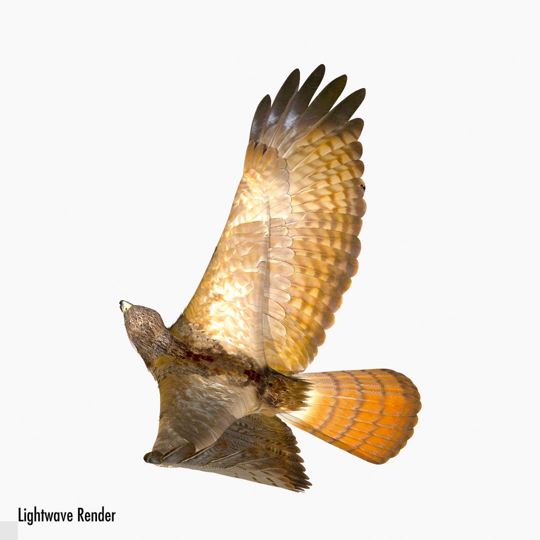 3d model red tailed hawk
