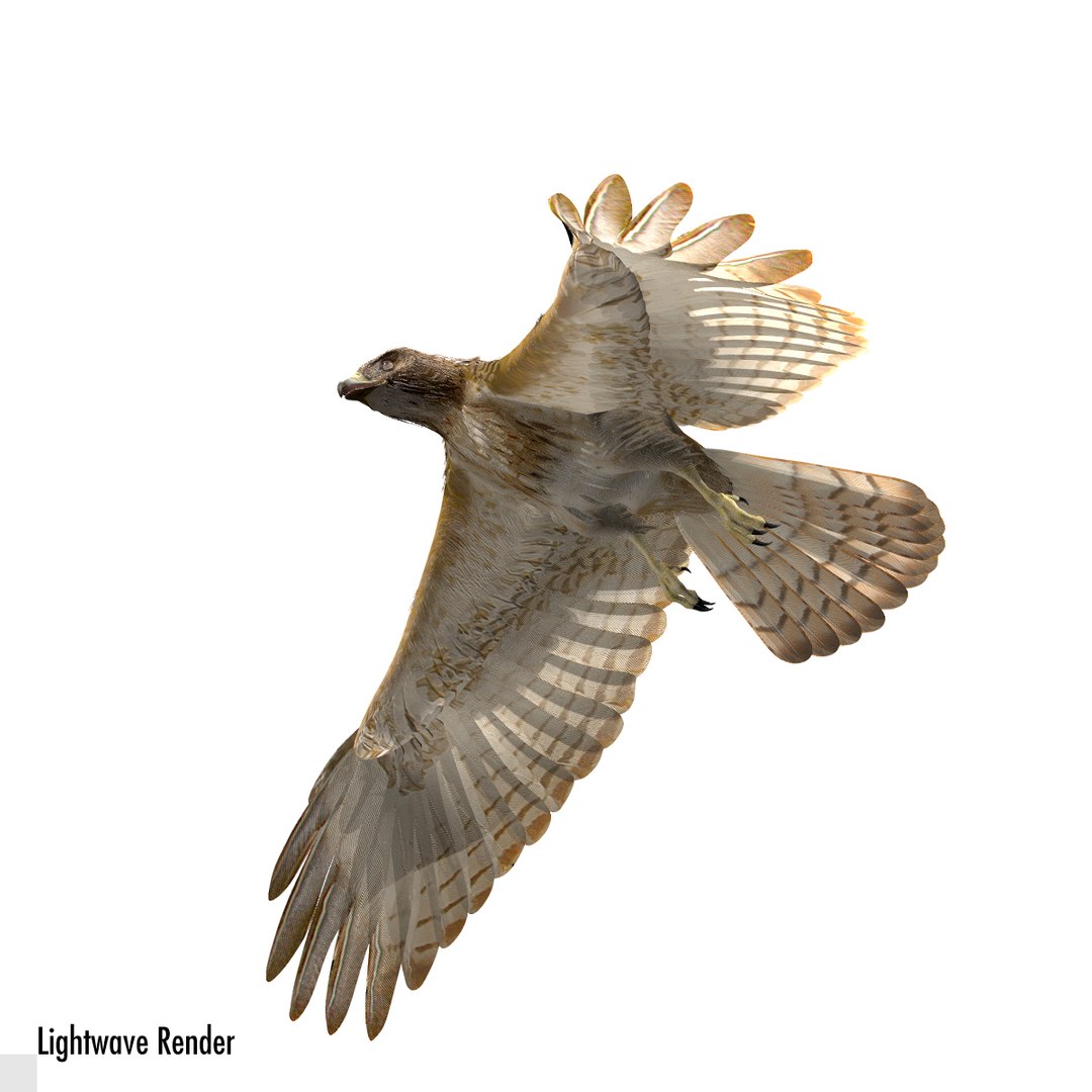 3d model red tailed hawk