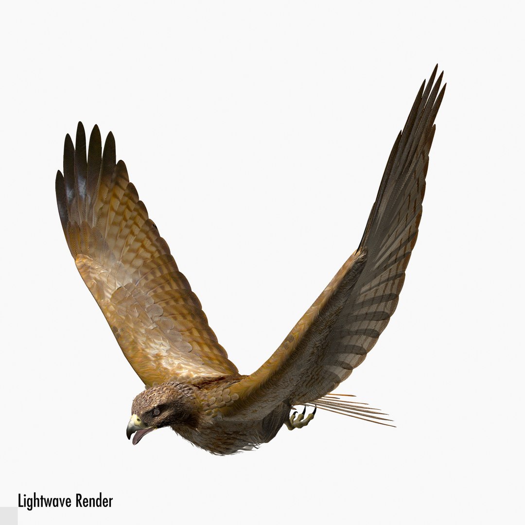 3d Model Red Tailed Hawk