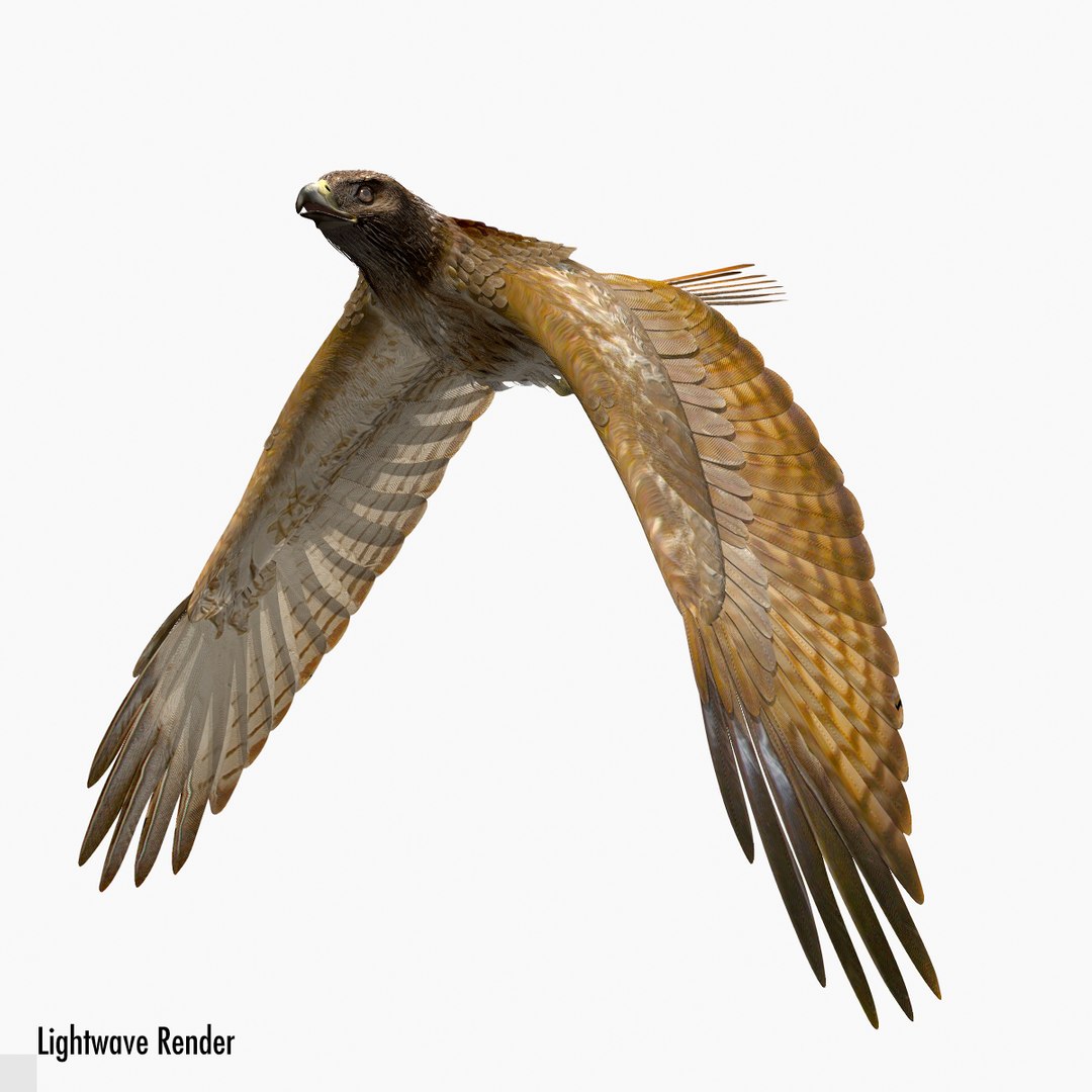 3d Model Red Tailed Hawk