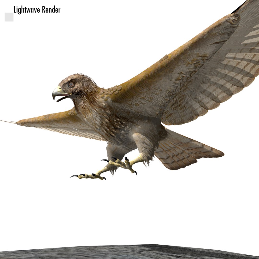 3d Model Red Tailed Hawk
