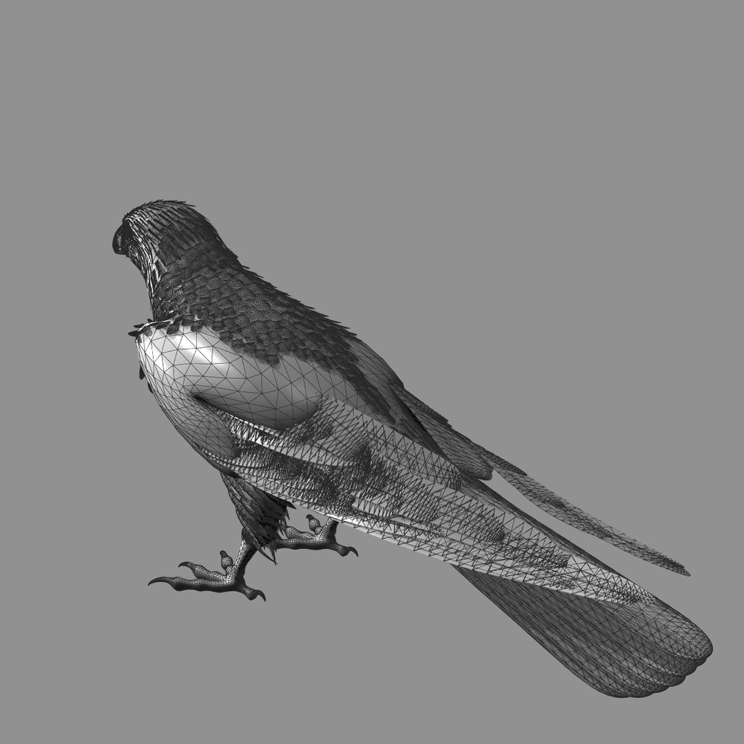 3d model red tailed hawk