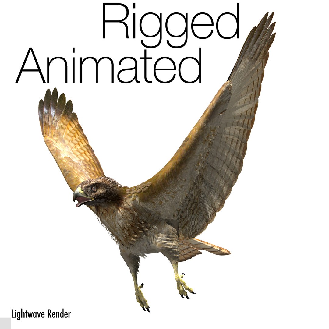 3d Model Red Tailed Hawk