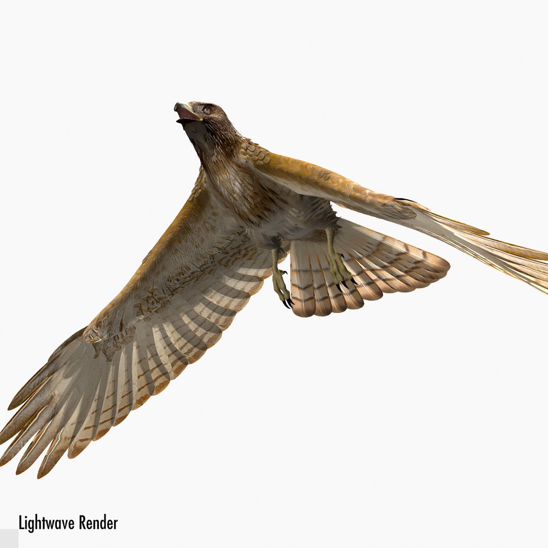 3d model red tailed hawk