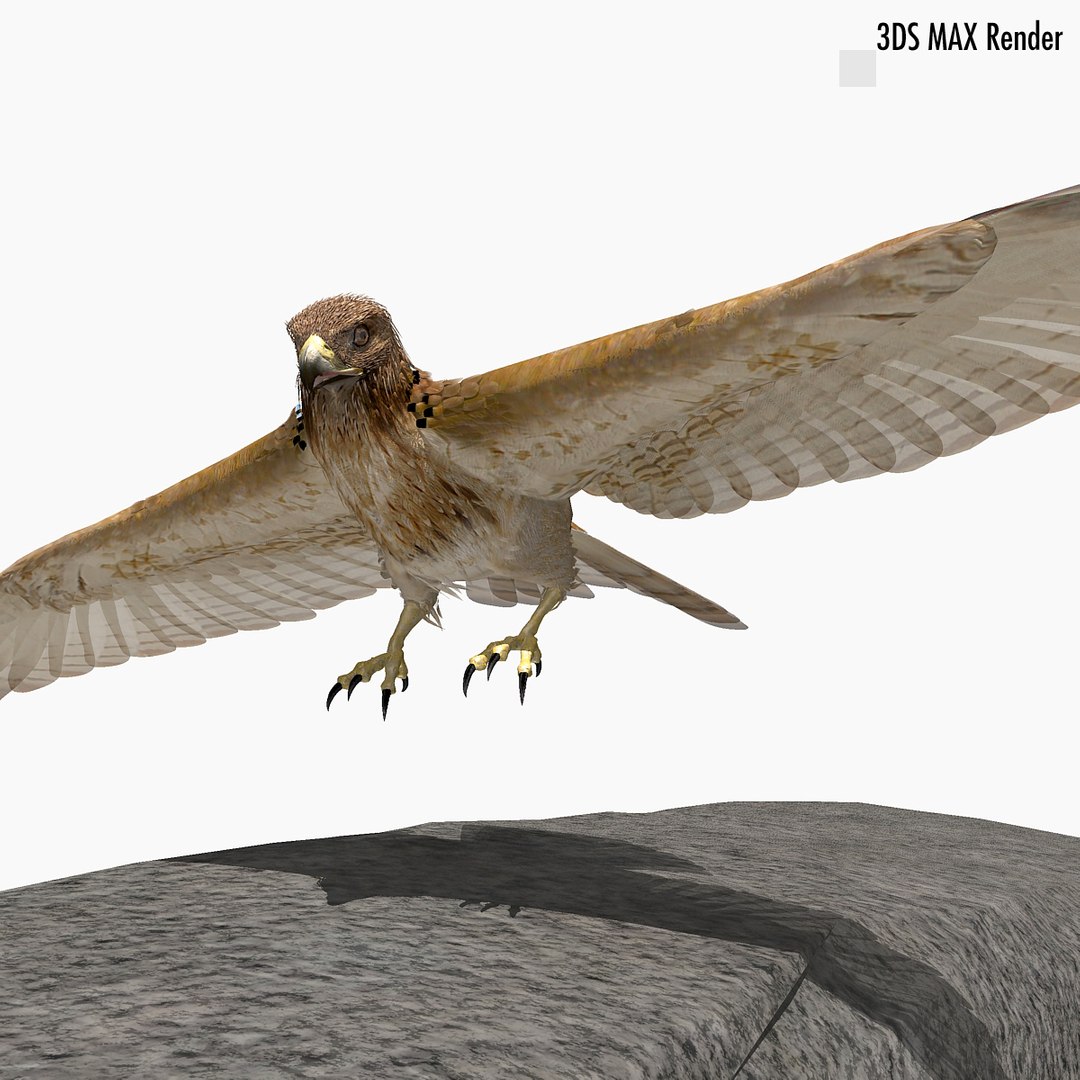 3d model red tailed hawk
