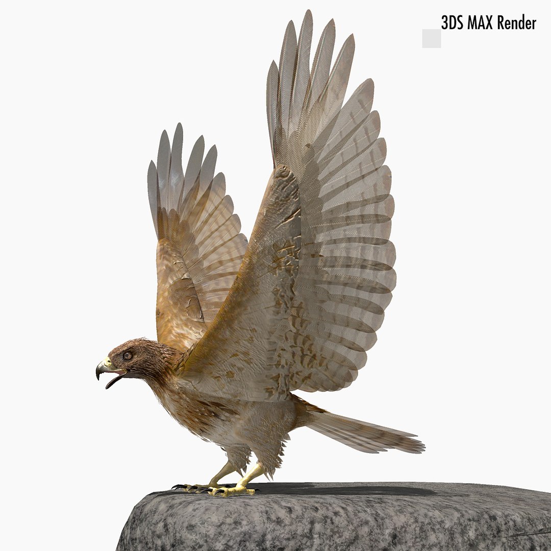 3d model red tailed hawk