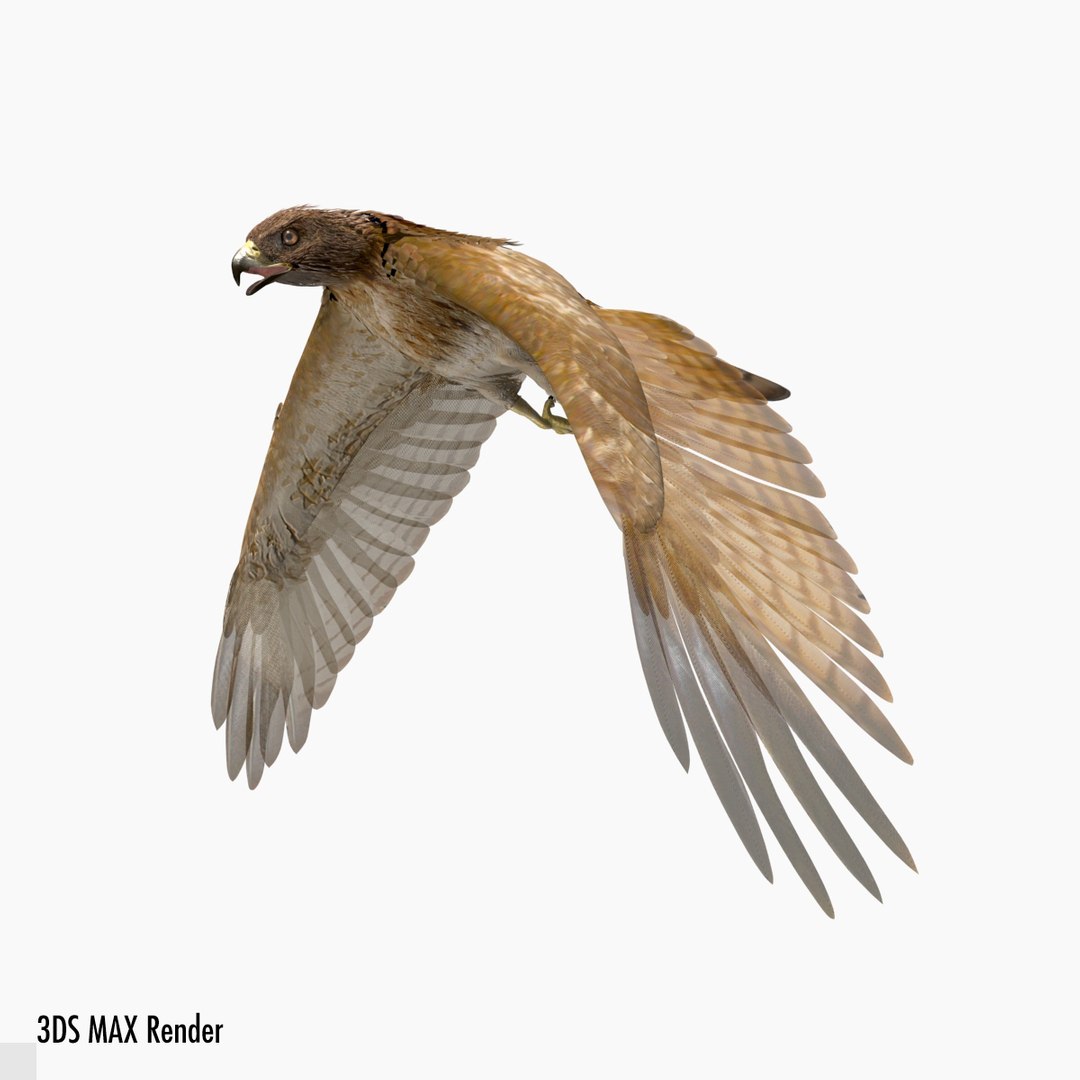 3d model red tailed hawk