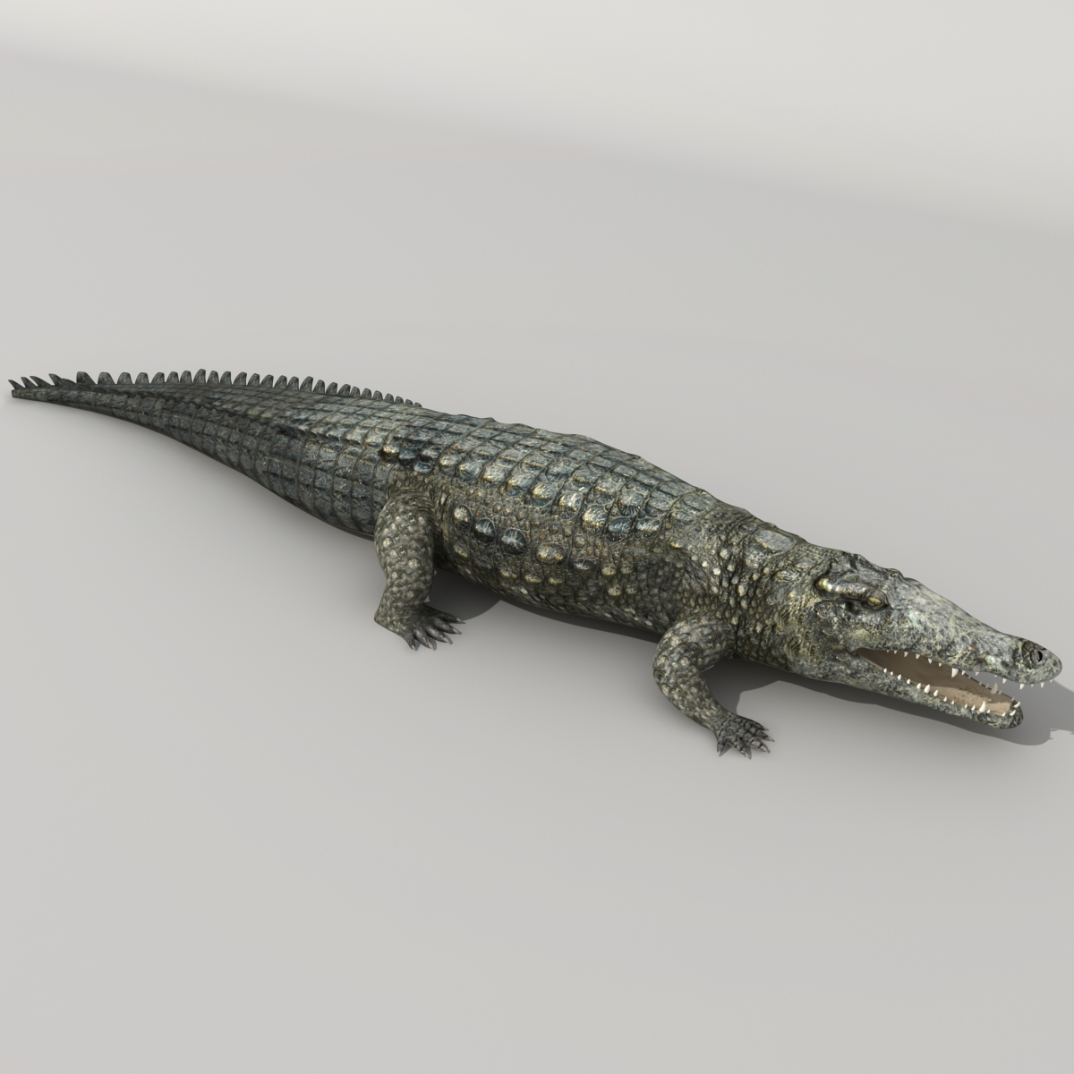 3d model crocodile croc