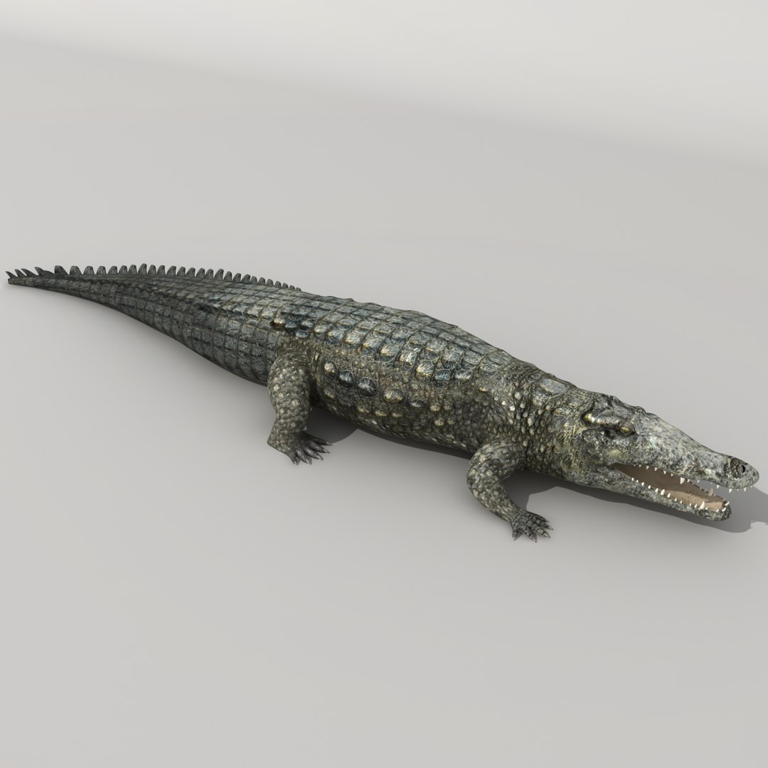 3d Model Crocodile Croc