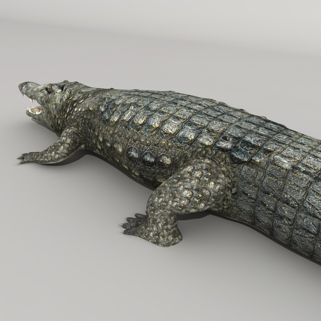 3d Model Crocodile Croc
