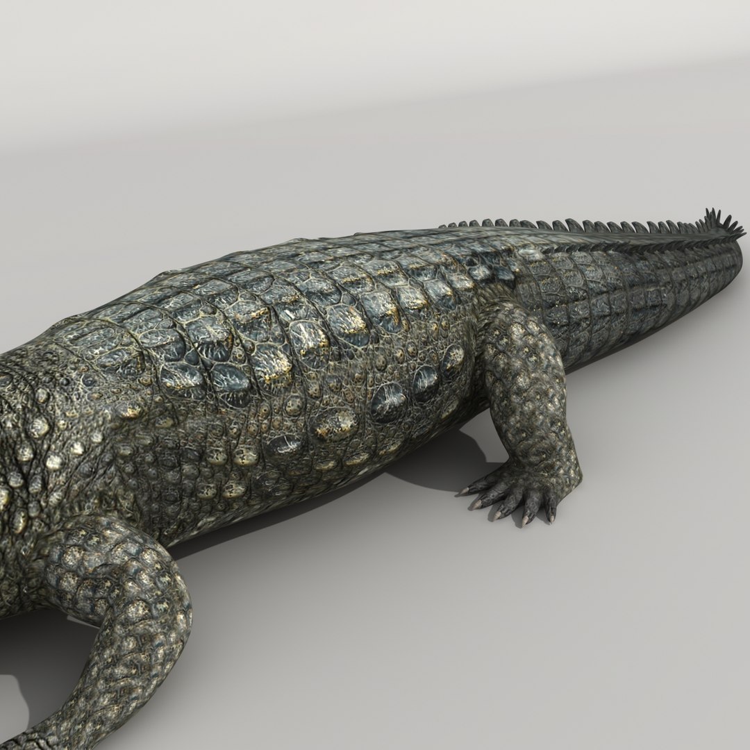3d Model Crocodile Croc