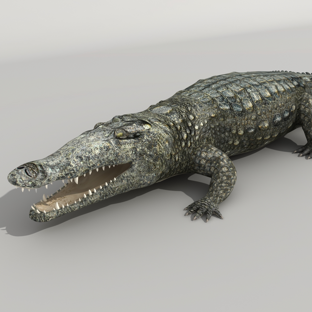 3d model crocodile croc