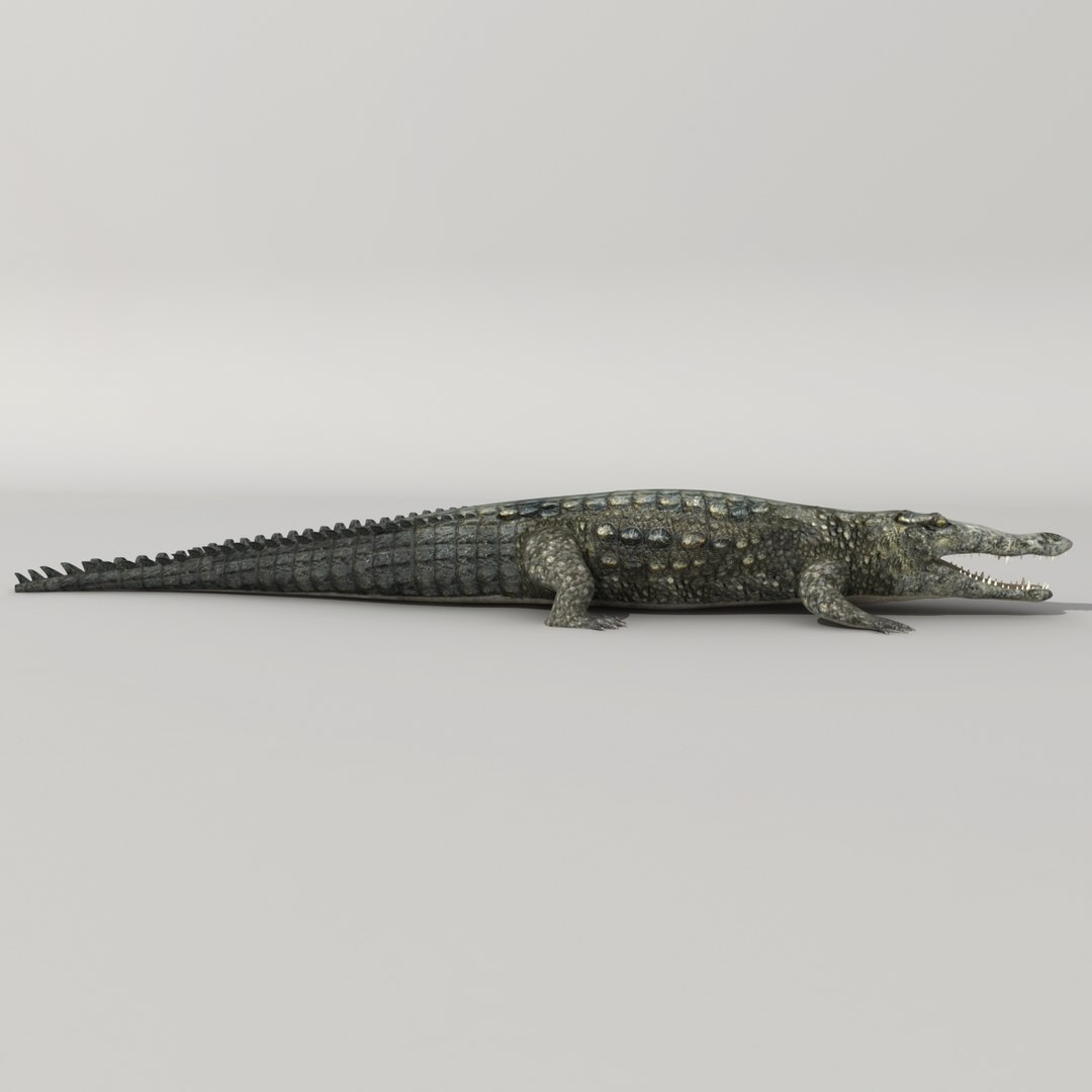 3d Model Crocodile Croc