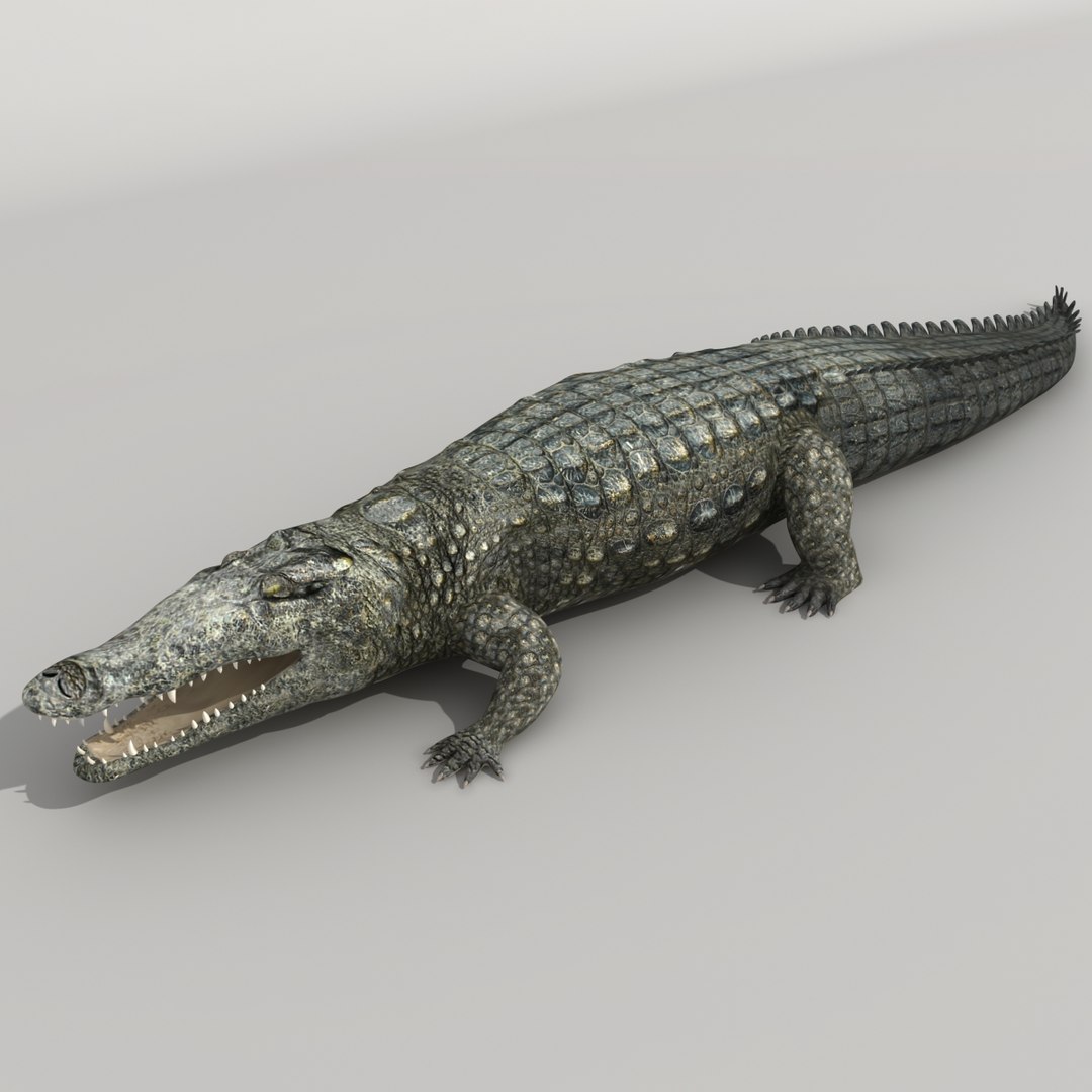 3d Model Crocodile Croc