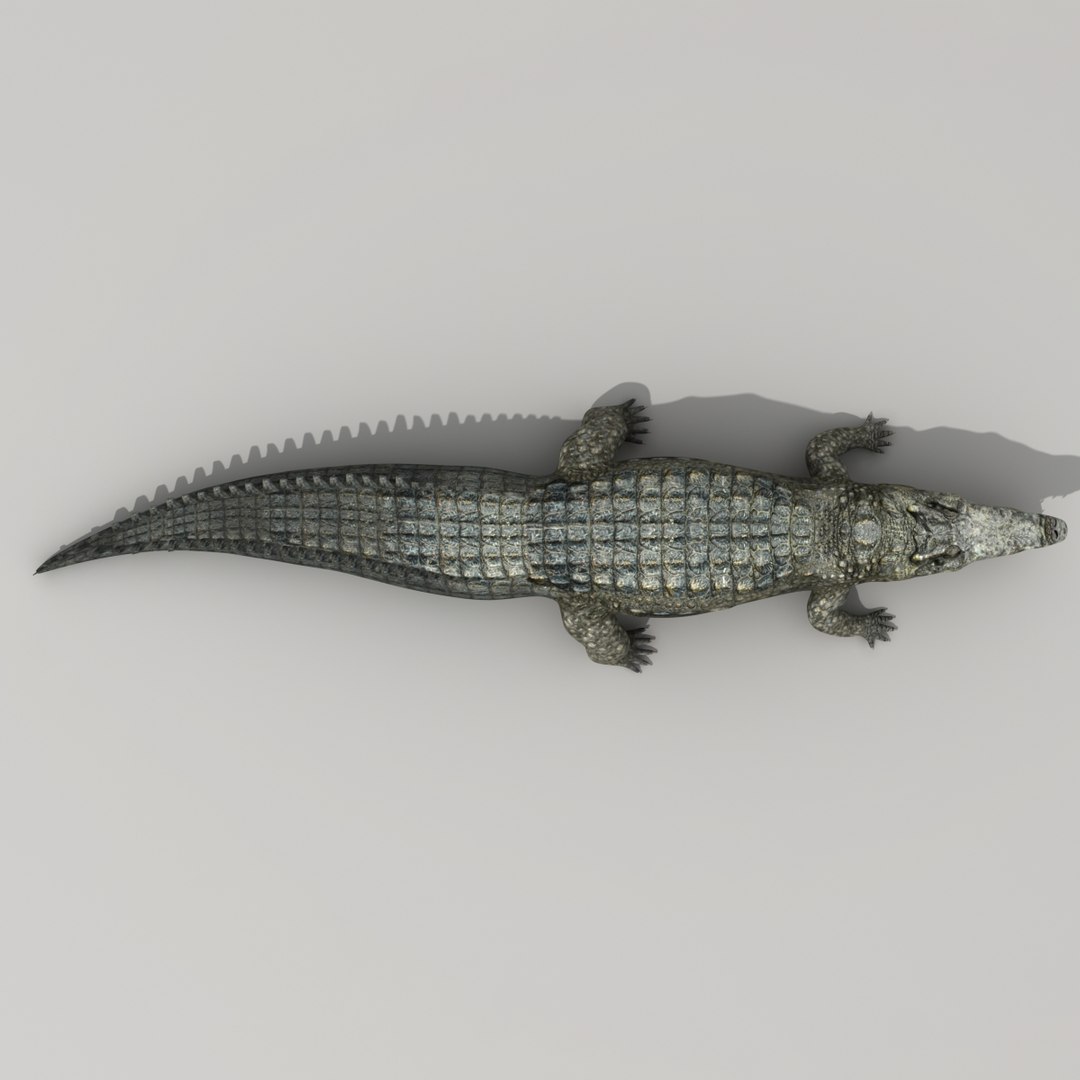 3d Model Crocodile Croc