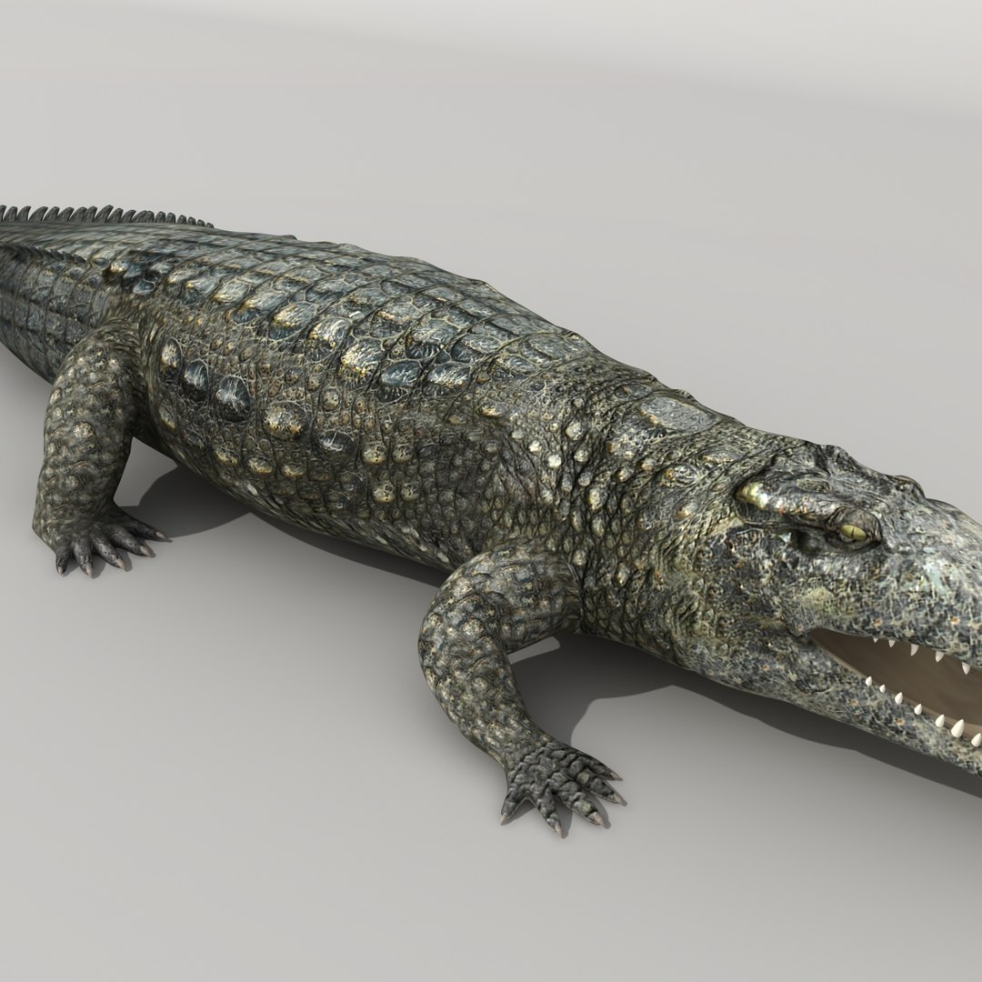 3d Model Crocodile Croc