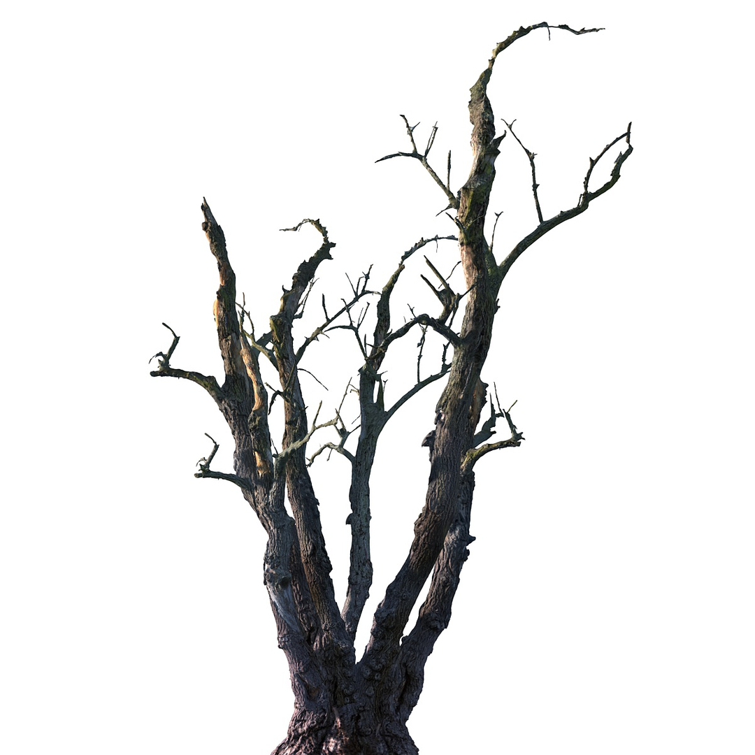 Spooky Forest Pack 30 3D Model - TurboSquid 1209186
