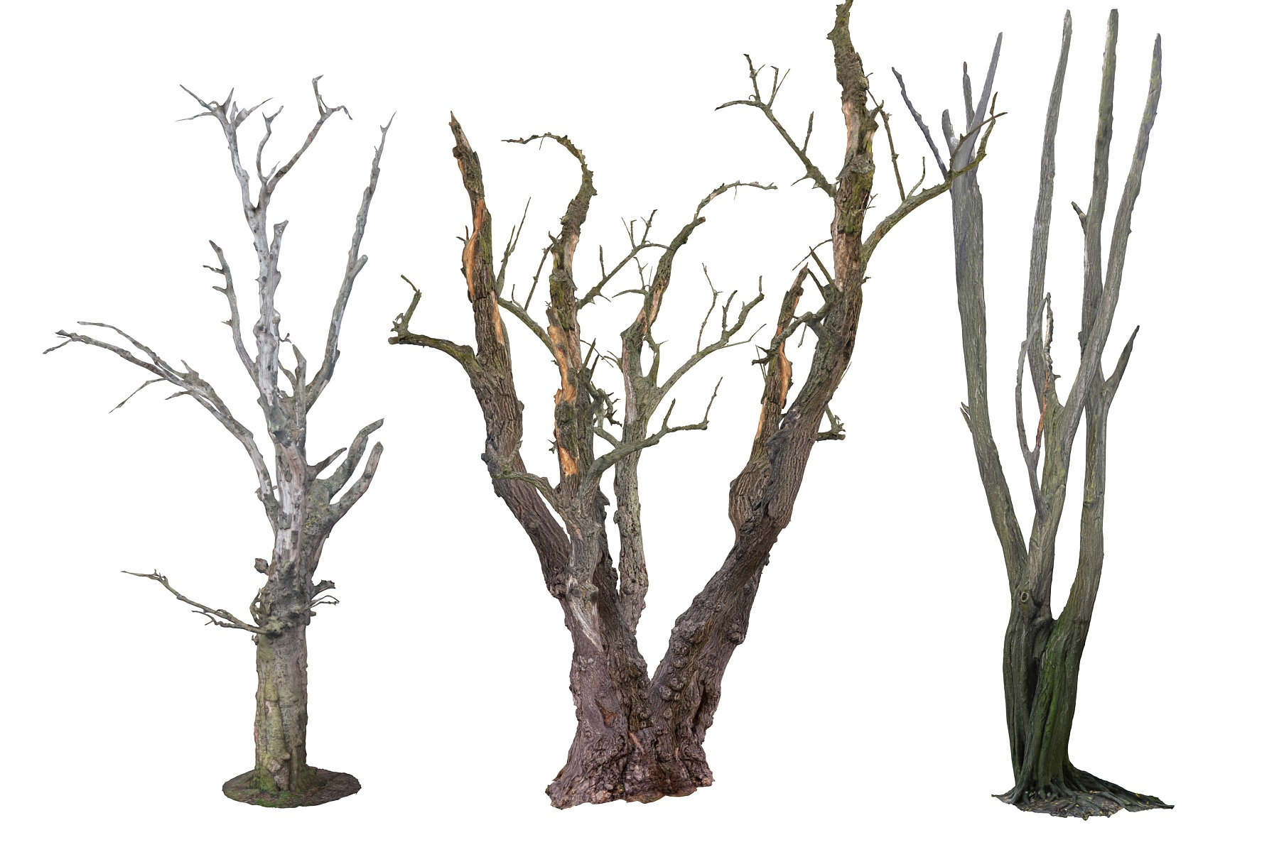 Spooky forest pack 30 3D model - TurboSquid 1209186