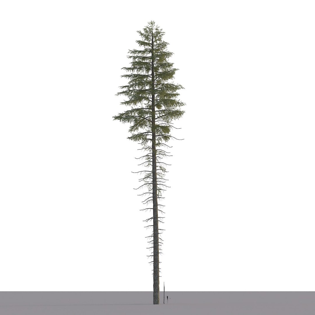 Spruce Tree 3d Max