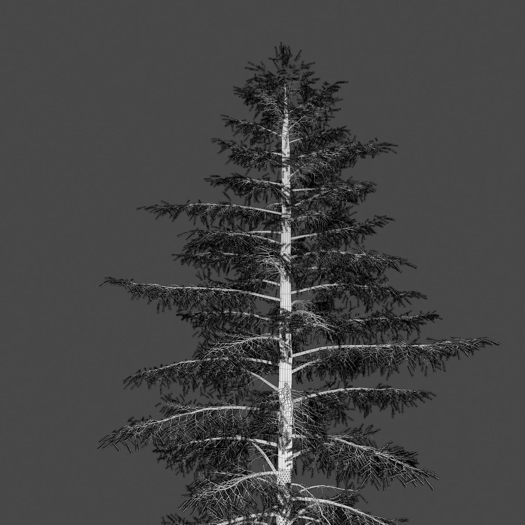 Spruce Tree 3d Max