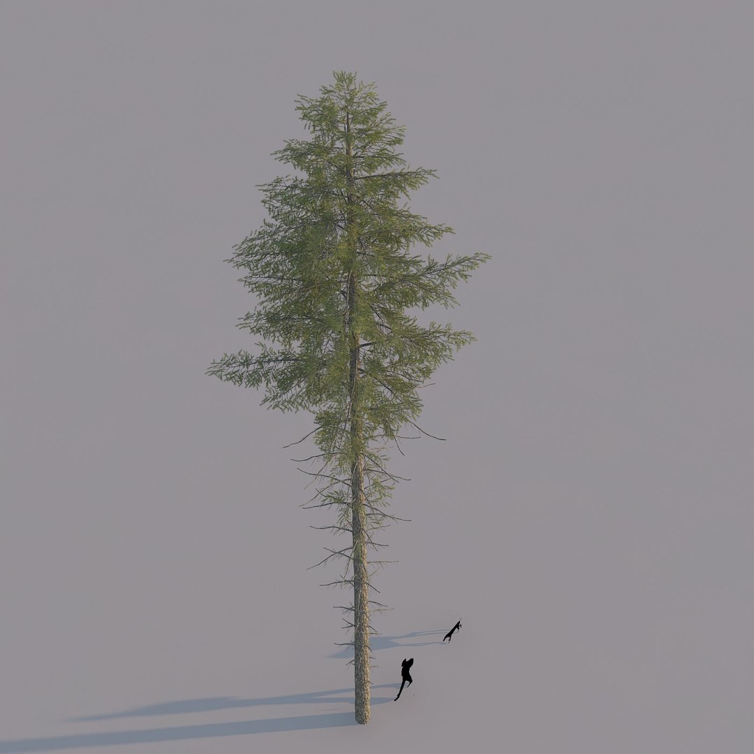 Spruce Tree 3d Max
