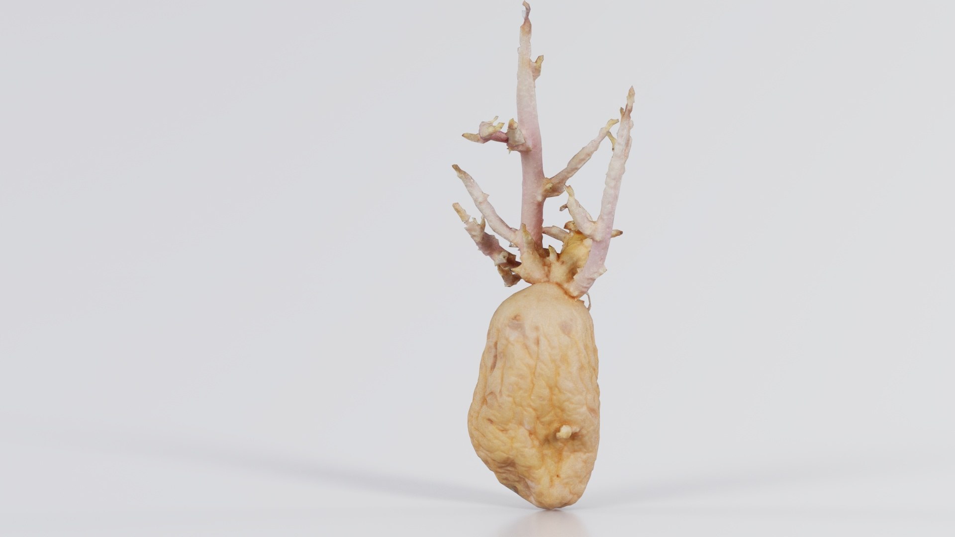 Shriveled Potatoe 2 Remastered 3D Model - TurboSquid 2362473