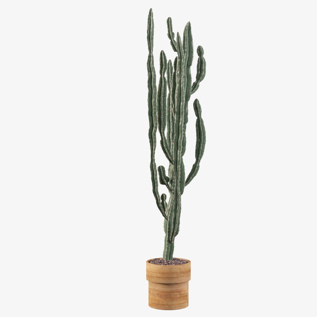 Euphorbia Candelabrum Cactus 3D - TurboSquid 1628315