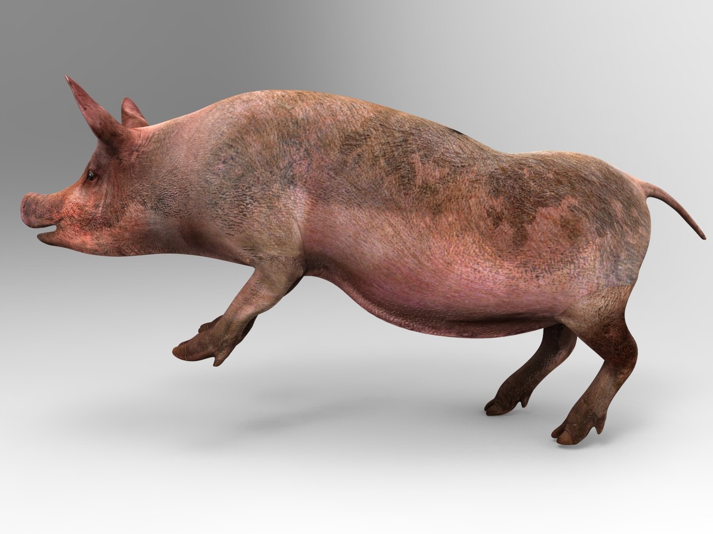 Pig Rigged Animation 3D Model - TurboSquid 1212832