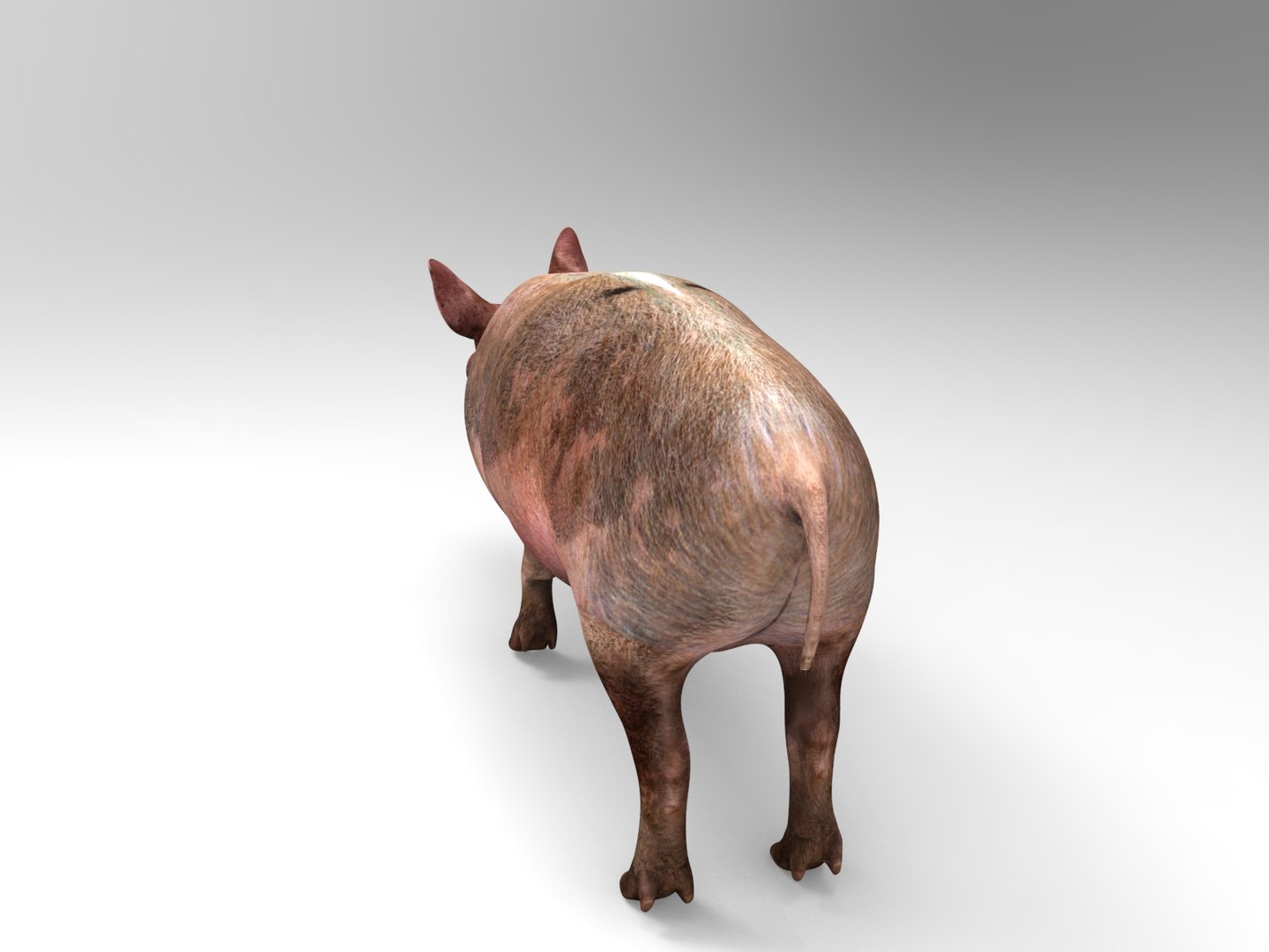 Pig Rigged Animation 3D Model - TurboSquid 1212832