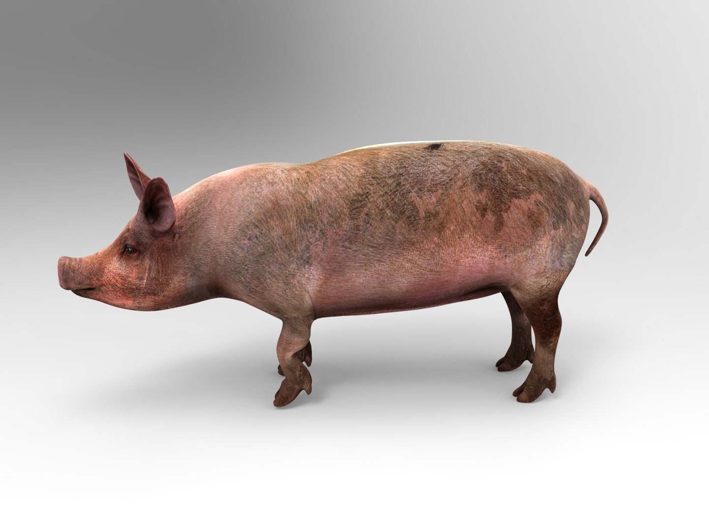 Pig Rigged Animation 3D Model - TurboSquid 1212832