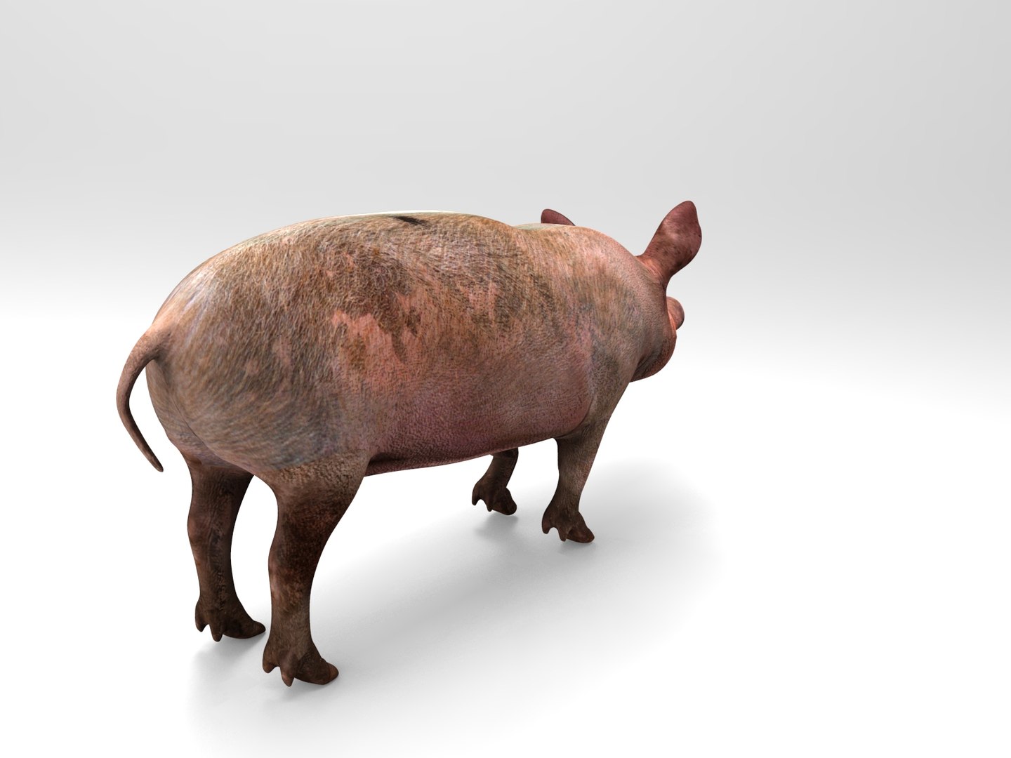 Pig Rigged Animation 3D Model - TurboSquid 1212832