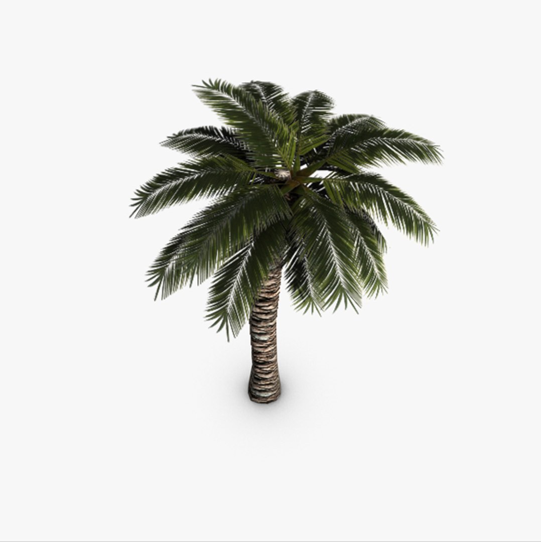 3d Model Palm Tree