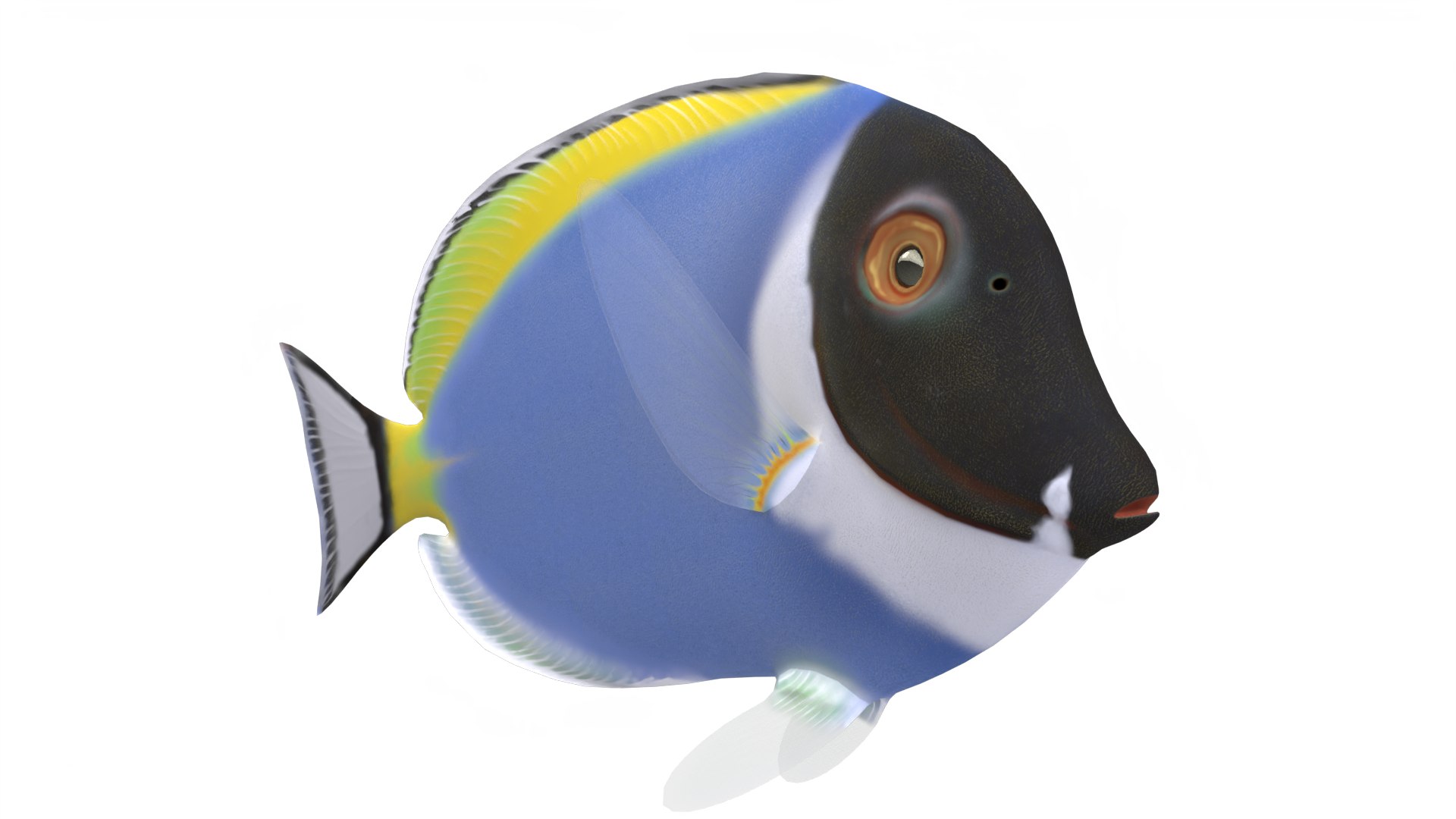 3D Achilles Fish Rigged - TurboSquid 2293226