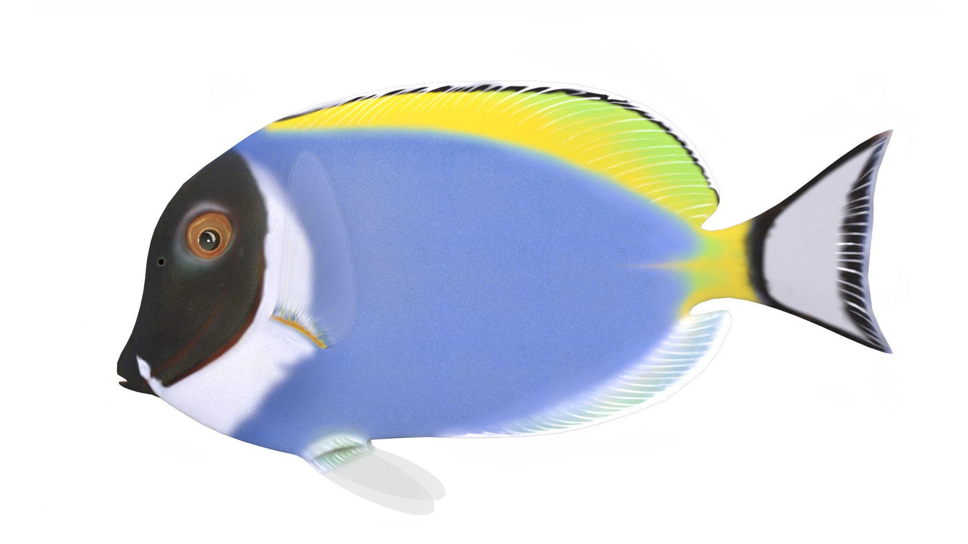 3D Achilles Fish Rigged - TurboSquid 2293226