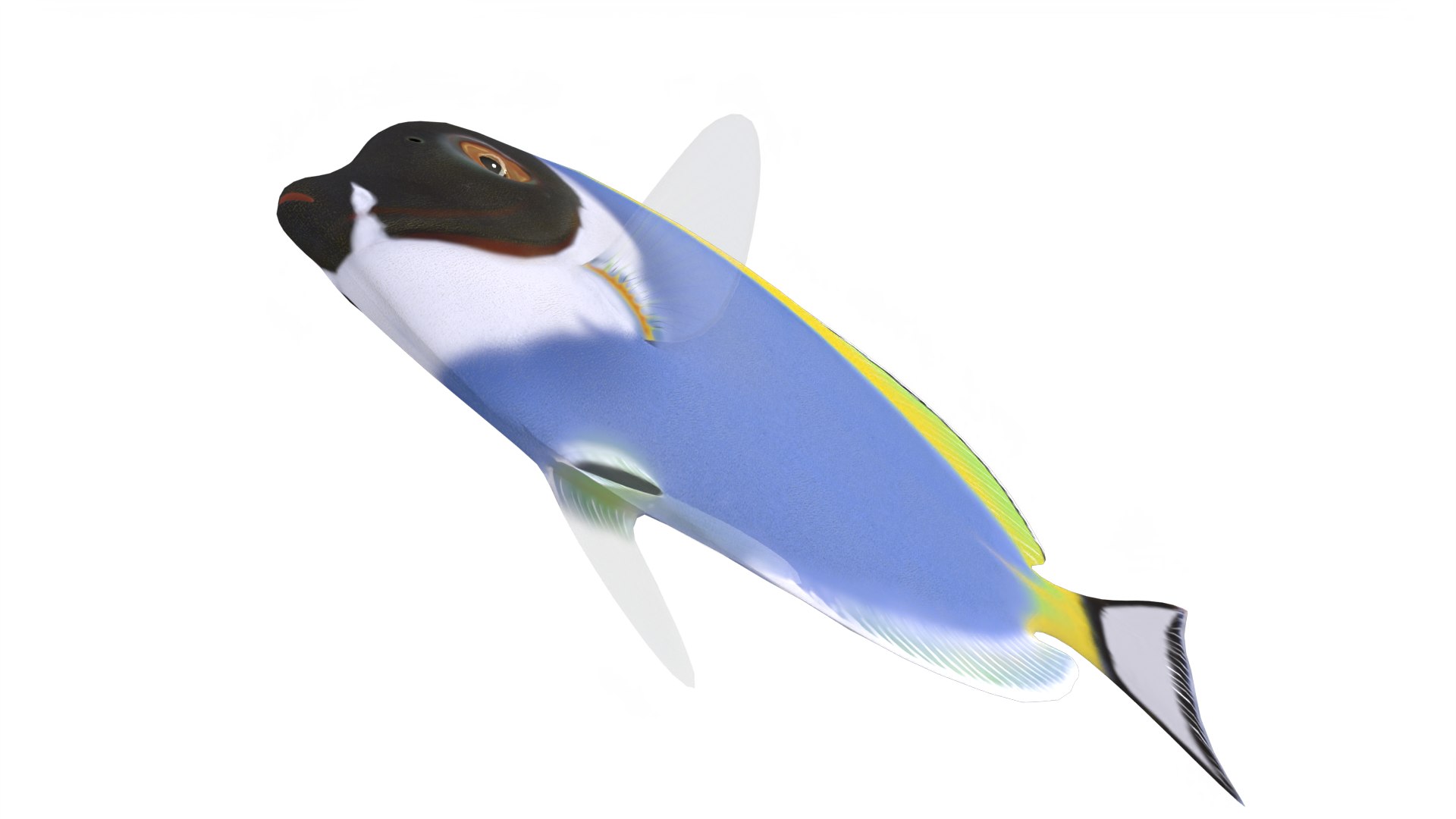 3D Achilles Fish Rigged - TurboSquid 2293226