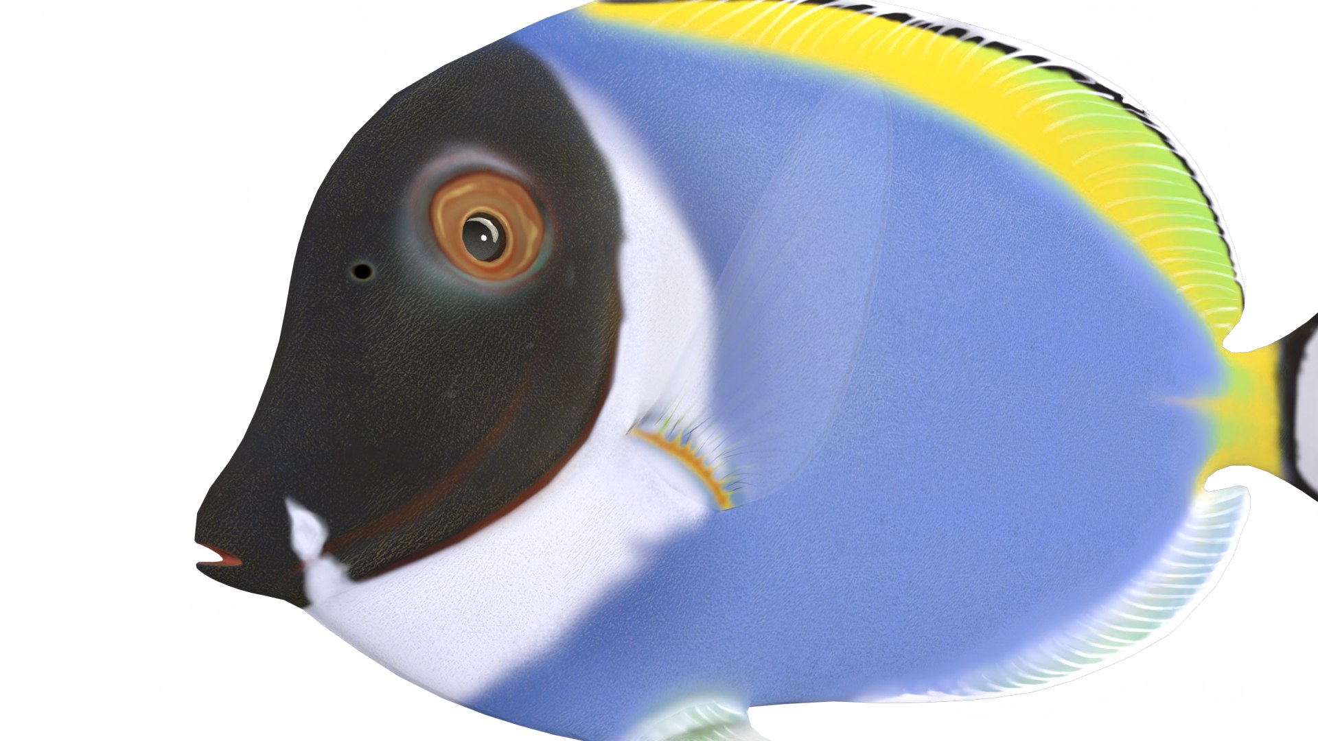 3D Achilles Fish Rigged - TurboSquid 2293226