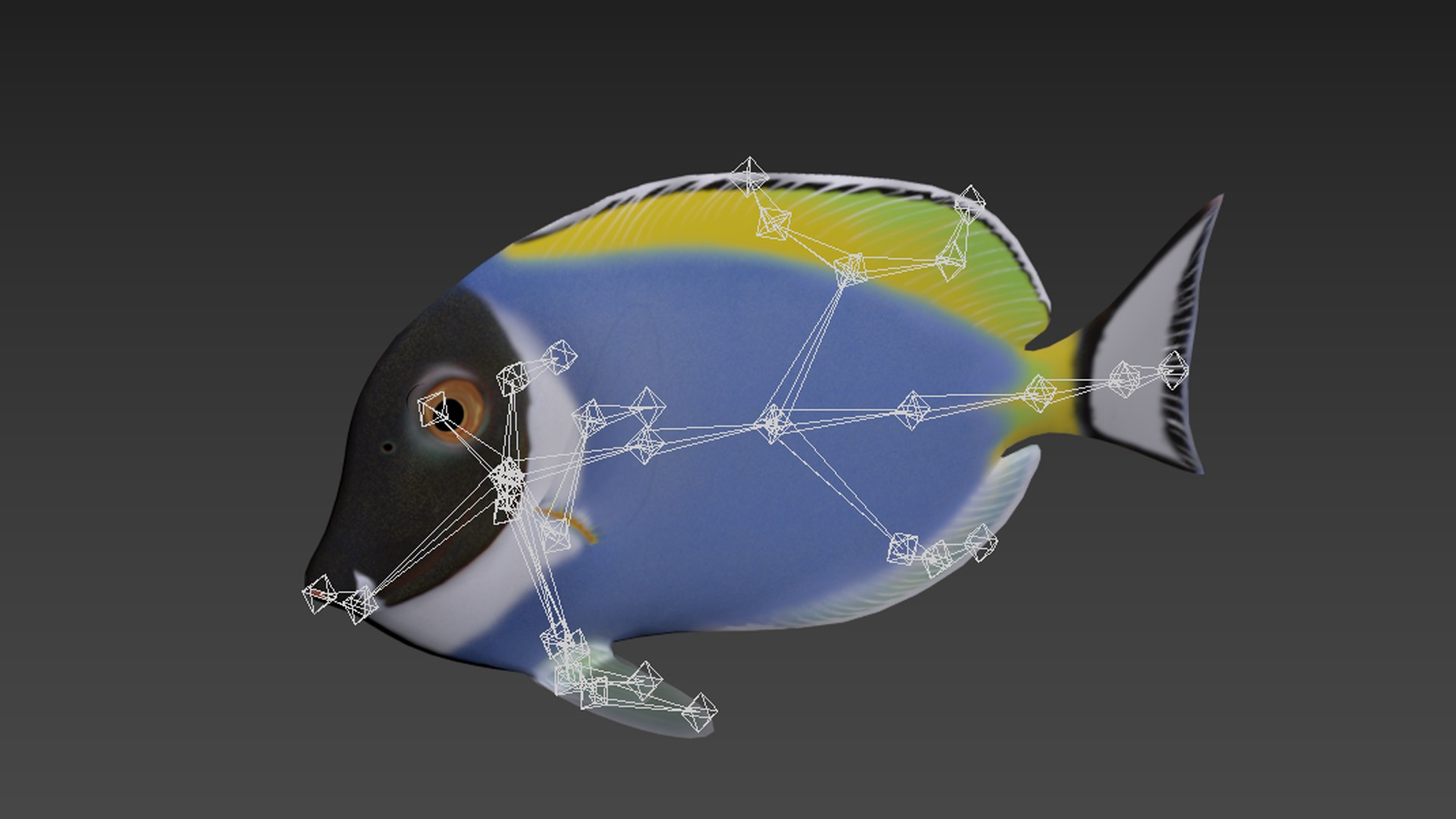 3D Achilles Fish Rigged - TurboSquid 2293226