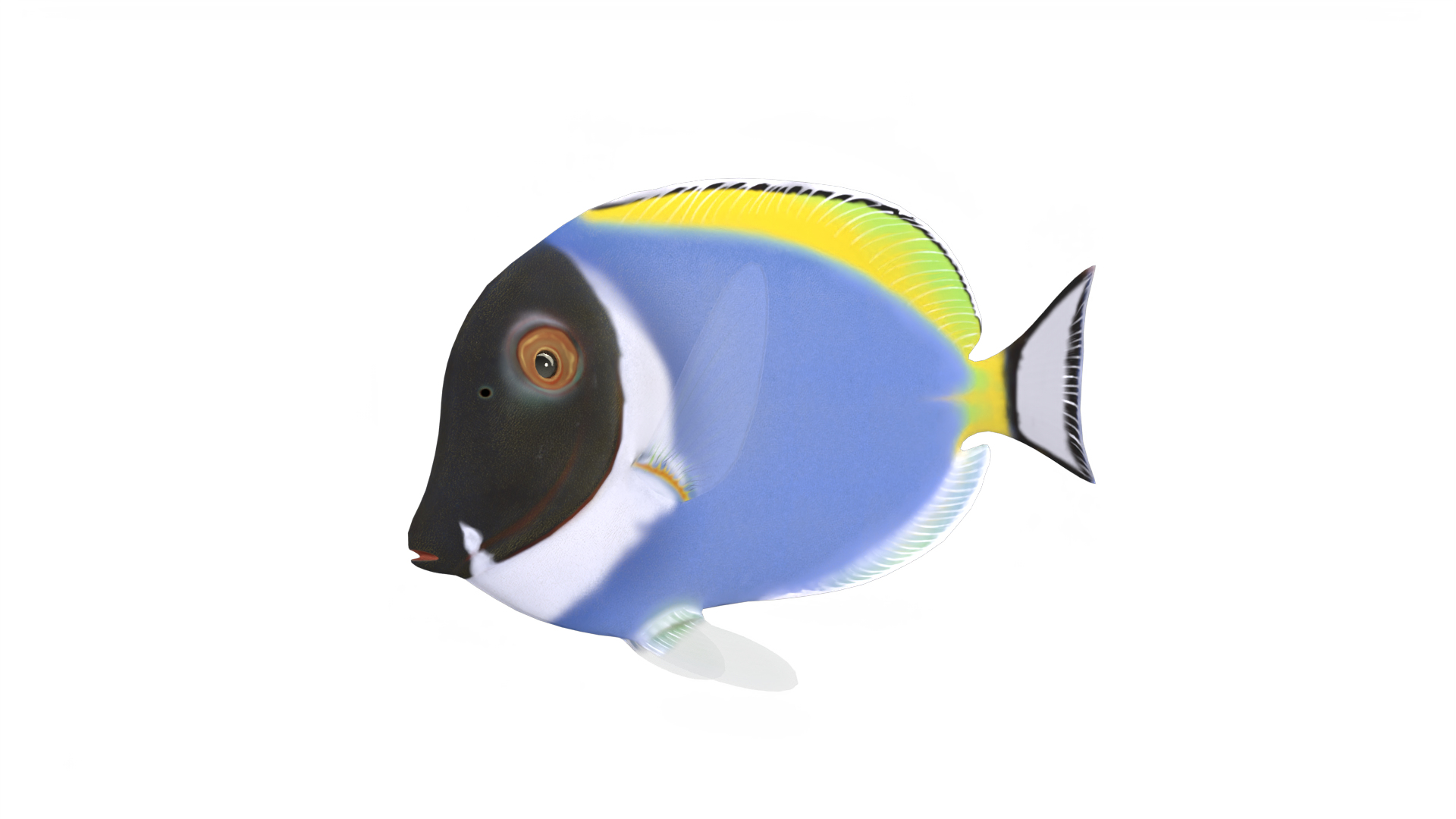 3D Achilles Fish Rigged - TurboSquid 2293226
