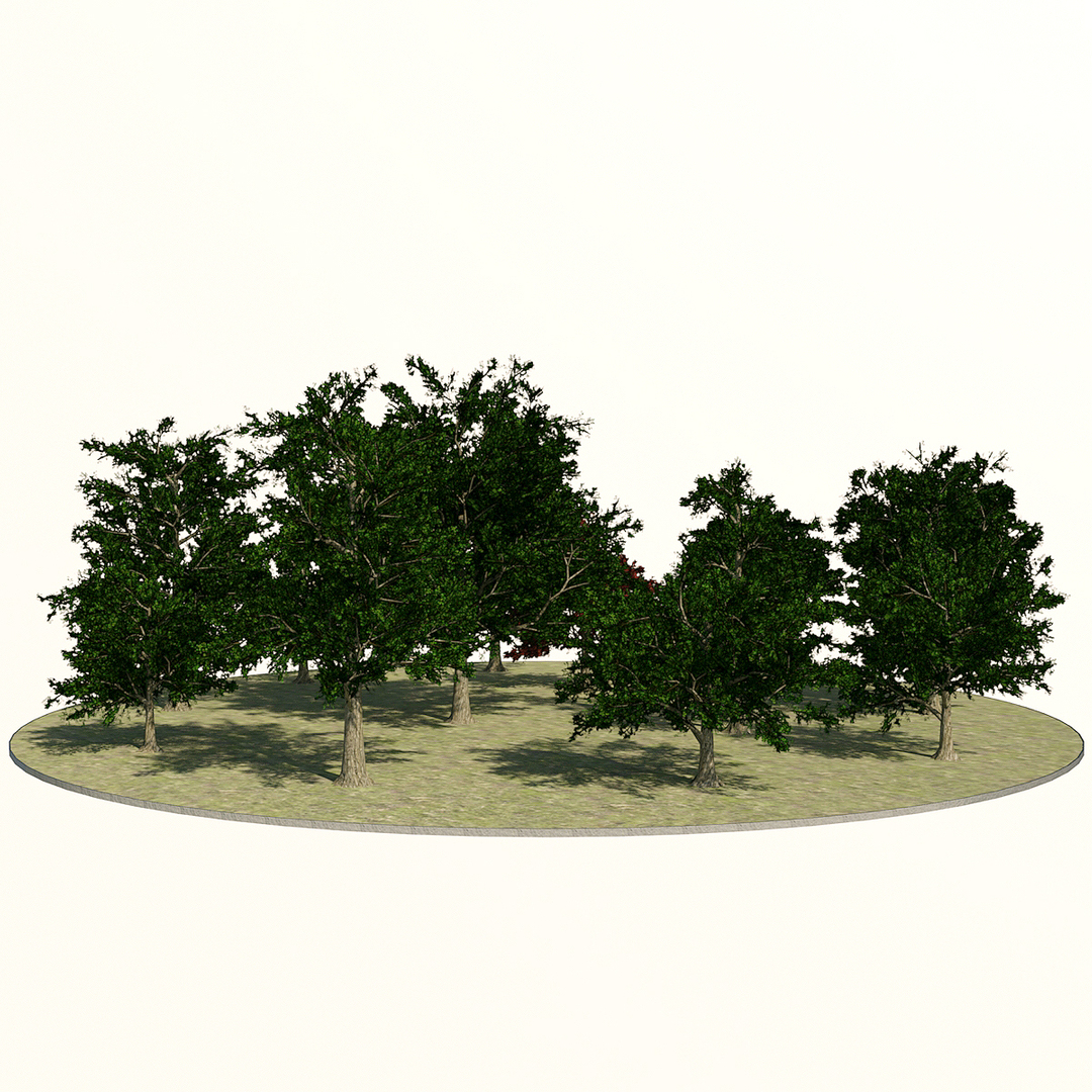 3d Maple Trees