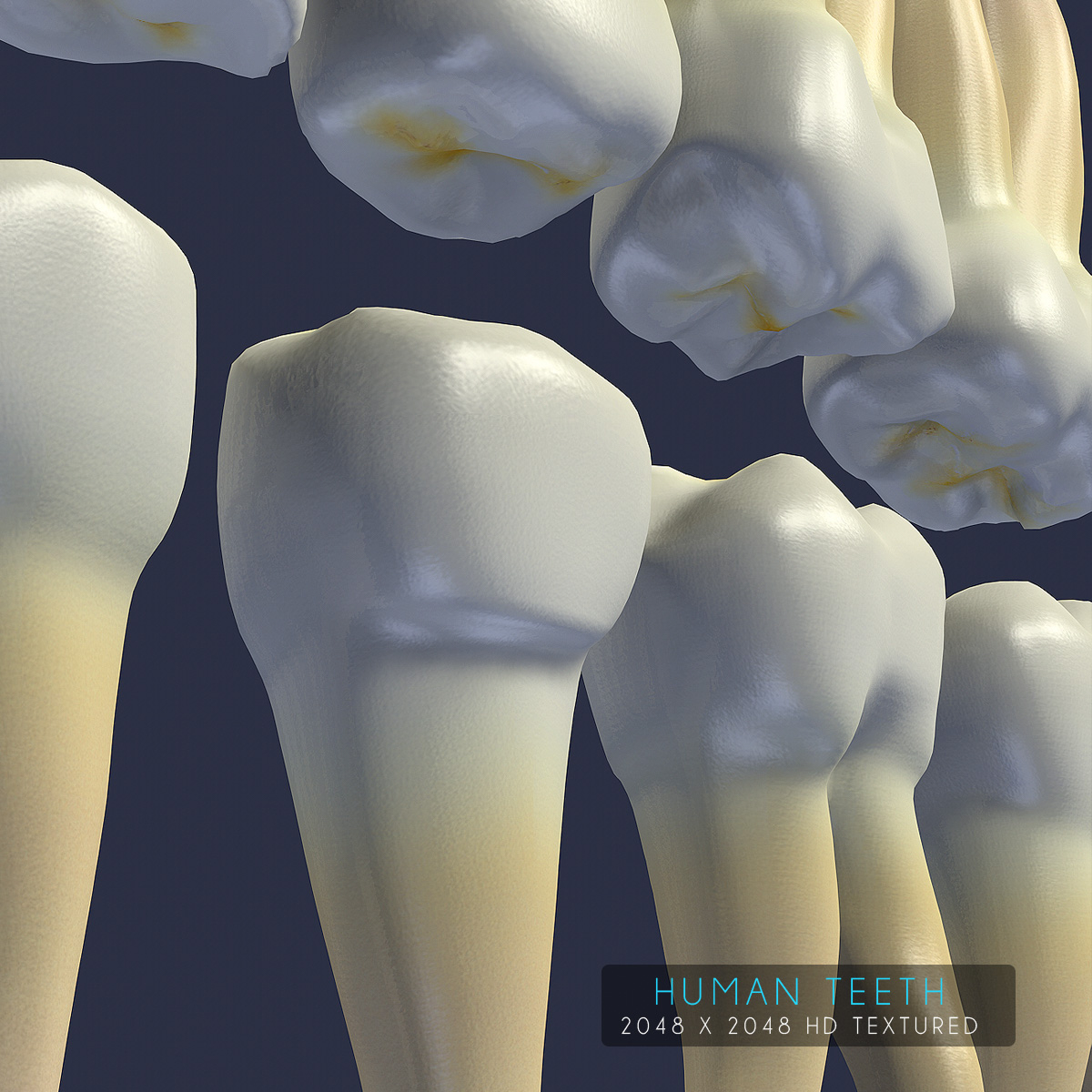 human teeth 3d model