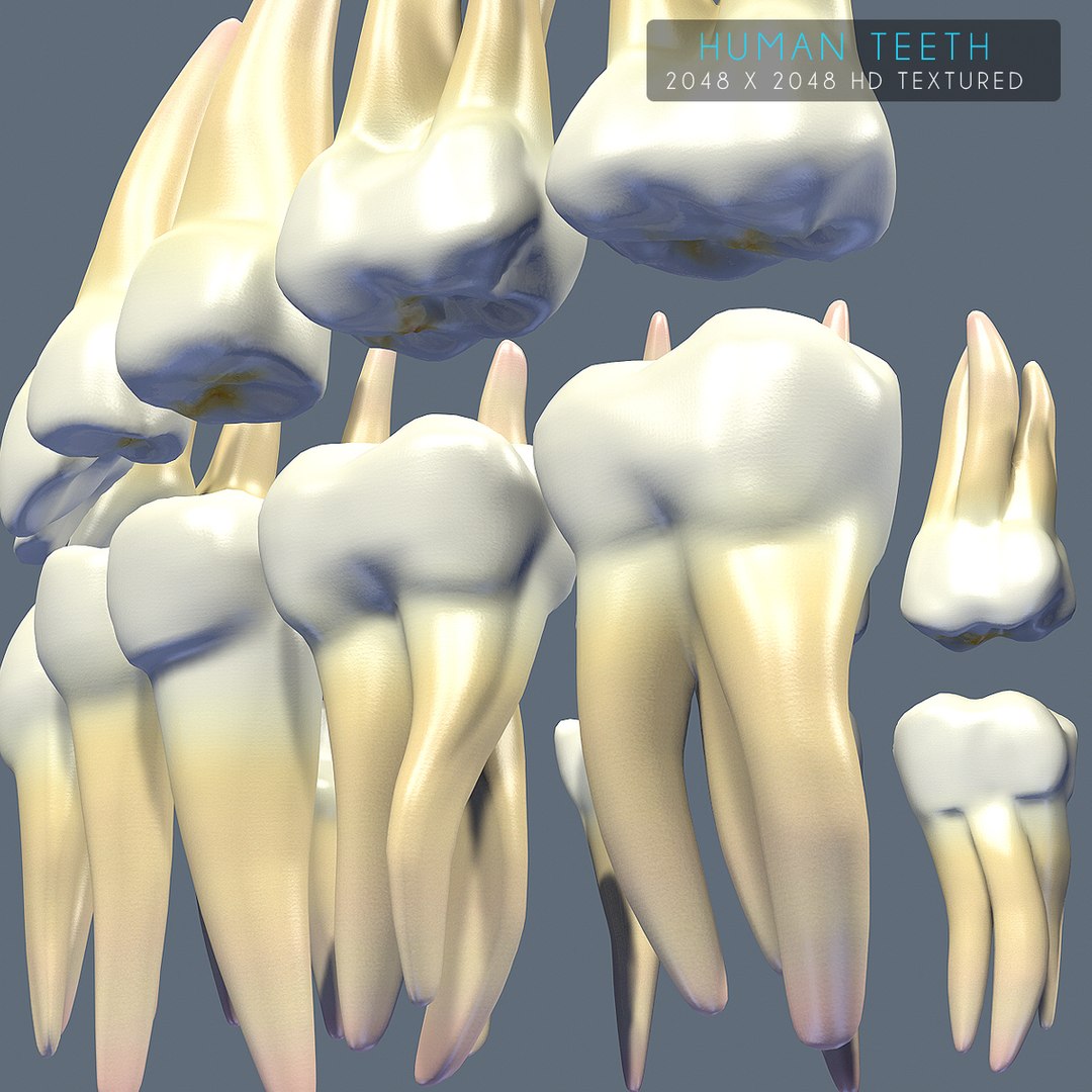 Human Teeth 3d Model