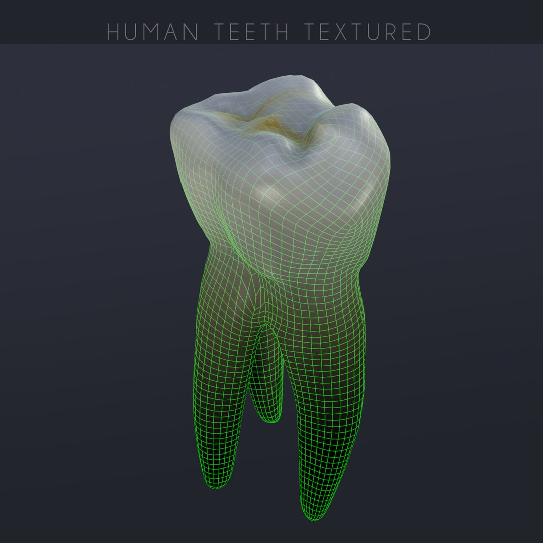 Human Teeth 3d Model