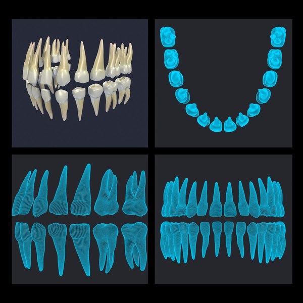 human teeth 3d model