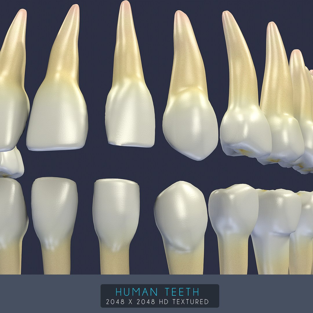 Human Teeth 3d Model
