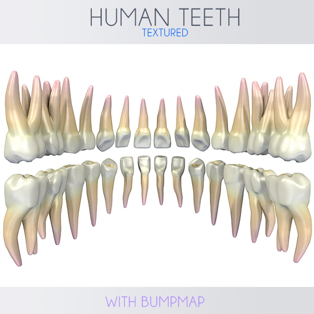 Human Teeth 3d Model
