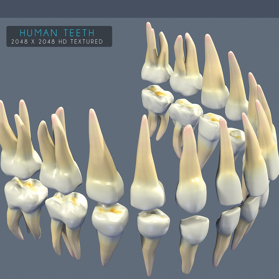 Human Teeth 3d Model