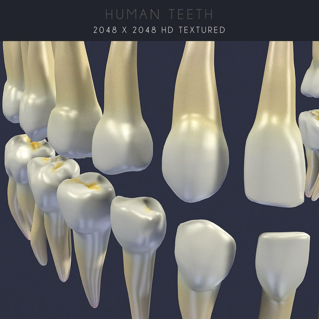 Human Teeth 3d Model