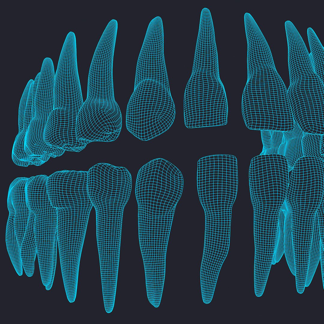 Human Teeth 3d Model